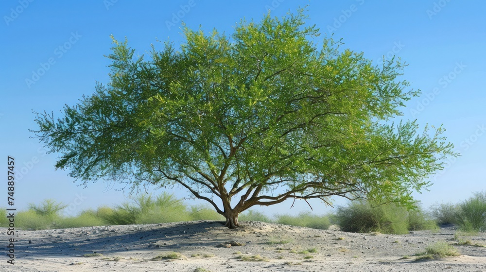 Portrait the Ghaf tree grows abundantly in the arid desert sand dunes ...