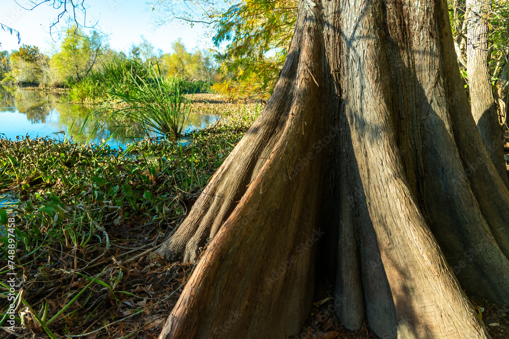 Taxodium distichum (bald cypress, swamp cypress), trees with plank ...