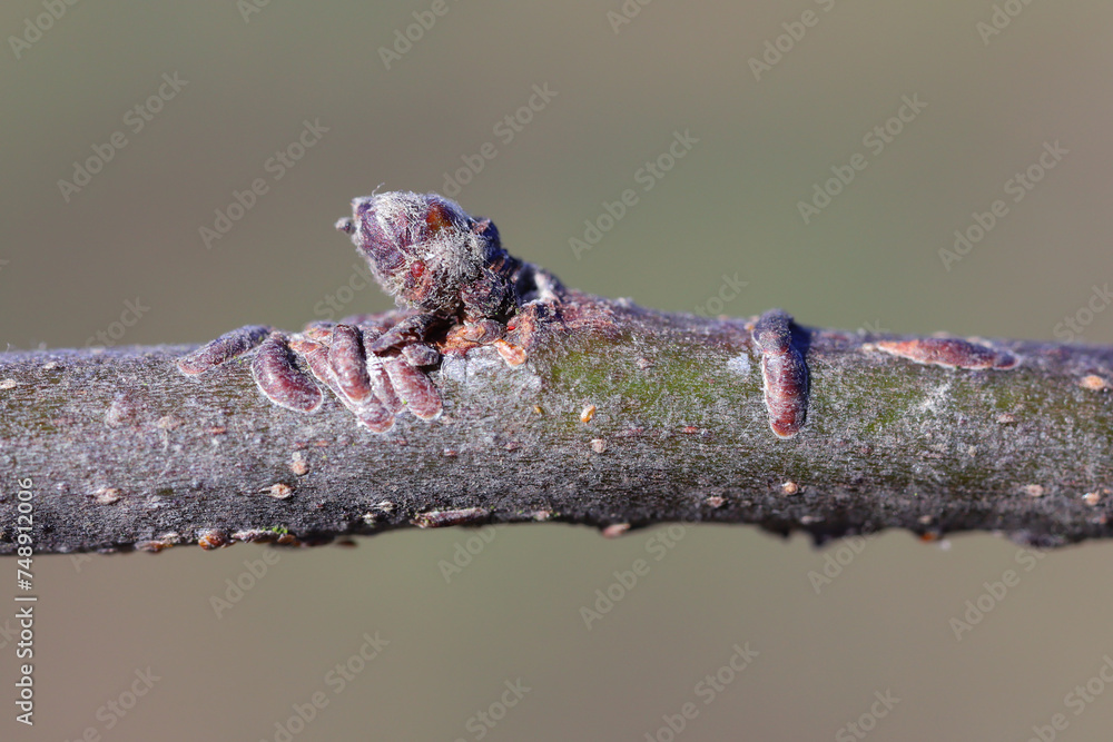 Oystershell scale or mussel scale (Lepidosaphes ulmi). A pest on the ...