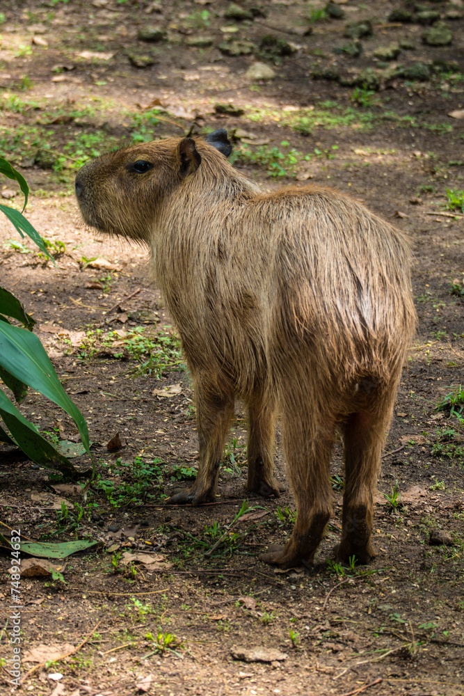 The capybara or greater capybara (Hydrochoerus hydrochaeris) is a giant ...