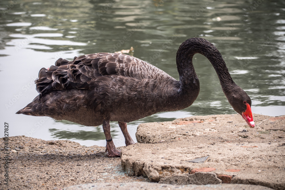 The black swan (Cygnus atratus) is a large waterbird, a species of swan ...
