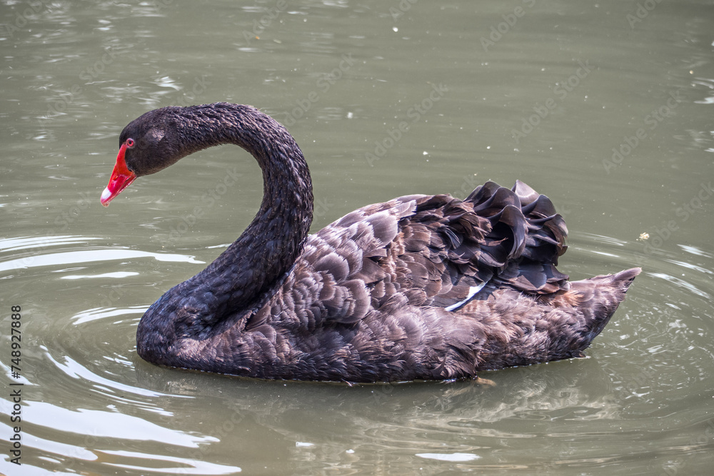 The black swan (Cygnus atratus) is a large waterbird, a species of swan ...