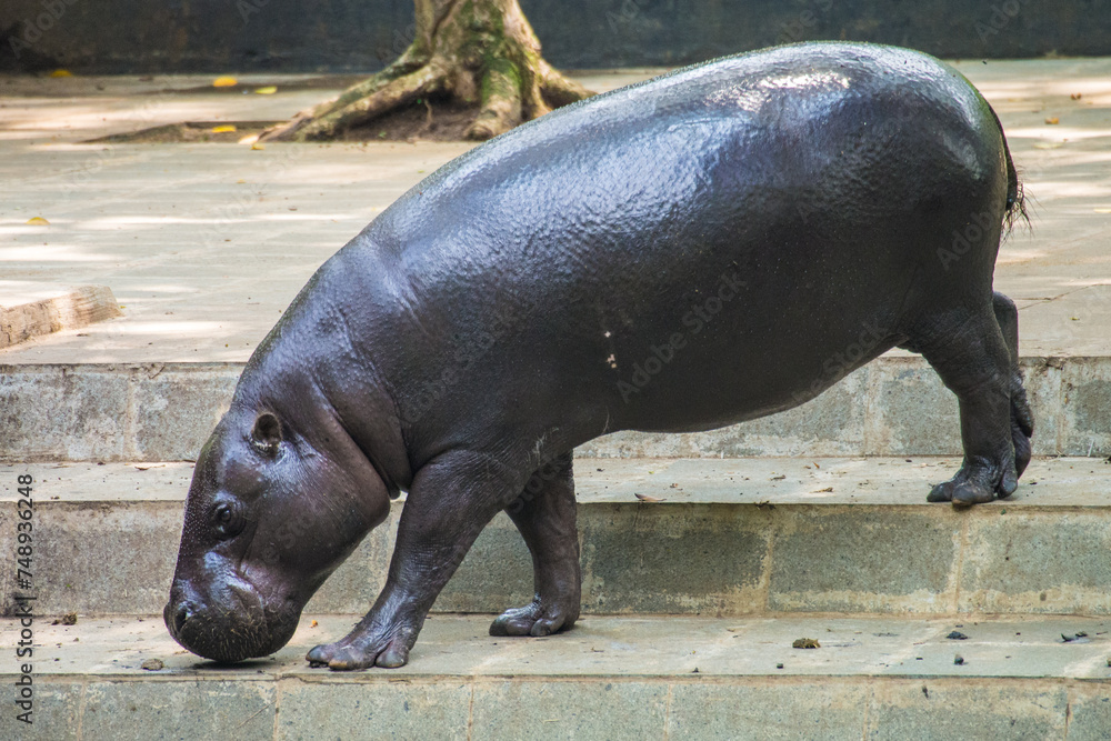 The pygmy hippopotamus or pygmy hippo (Choeropsis liberiensis) is a ...