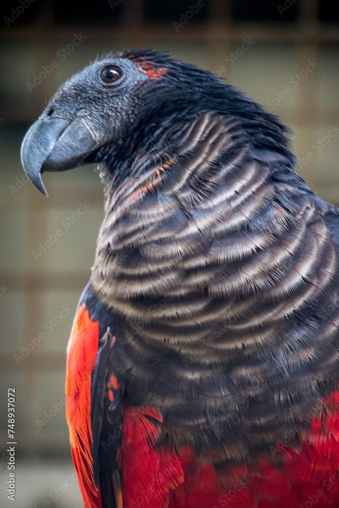 Pesquet's parrot (Psittrichas fulgidus), also known as the Dracula ...