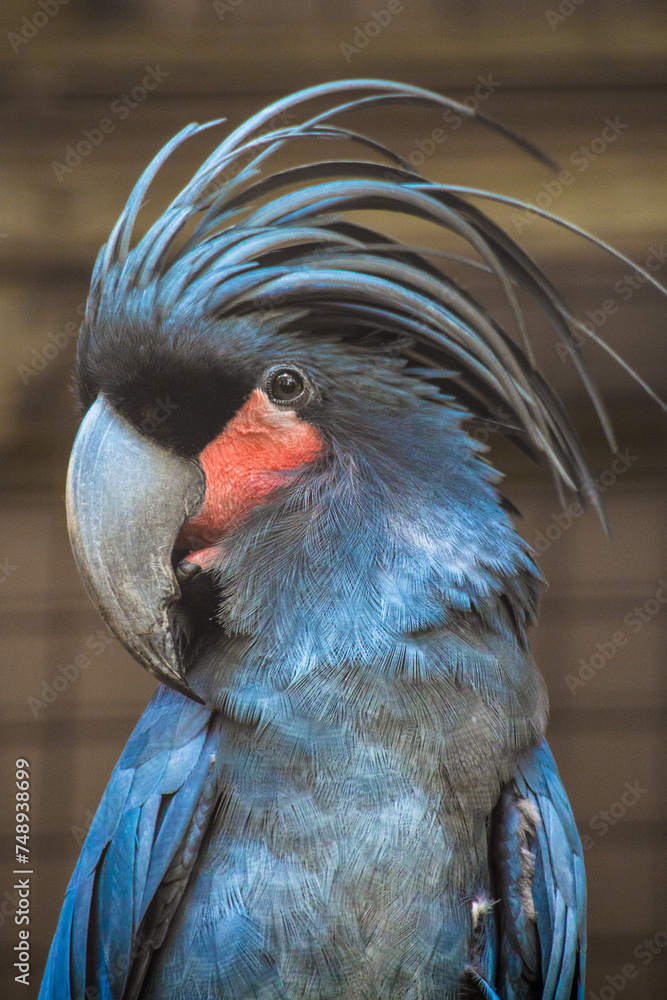 The palm cockatoo (Probosciger aterrimus), also known as the goliath ...