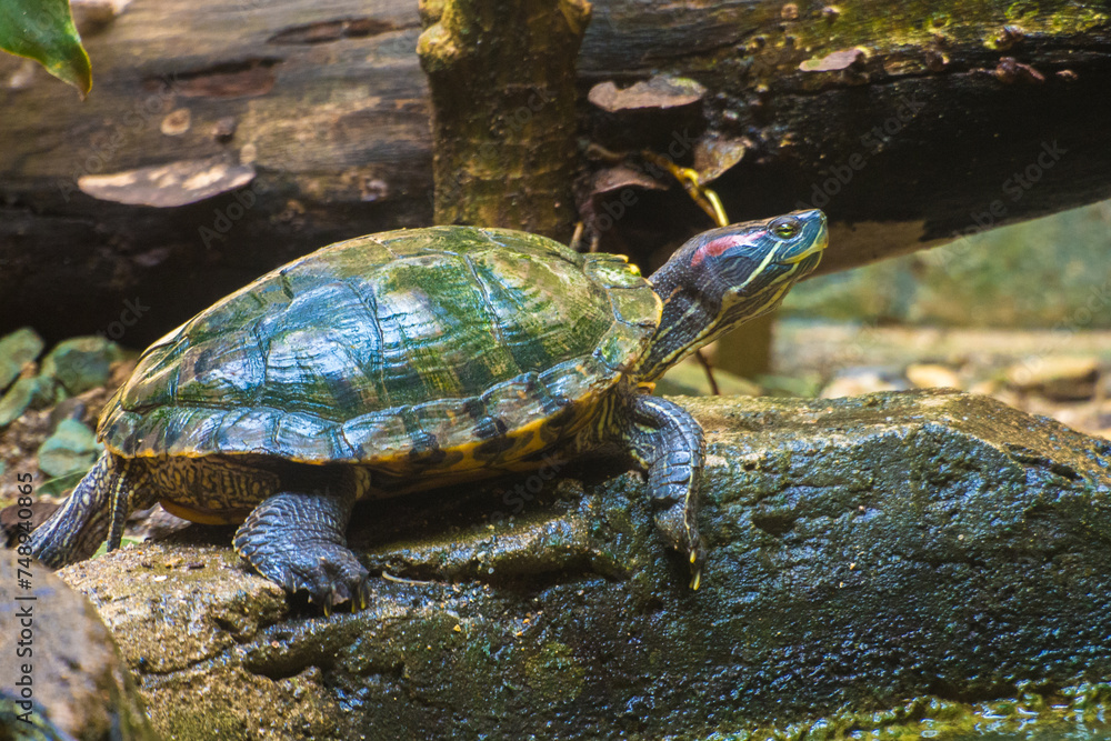 The red-eared slider or red-eared terrapin (Trachemys scripta elegans ...