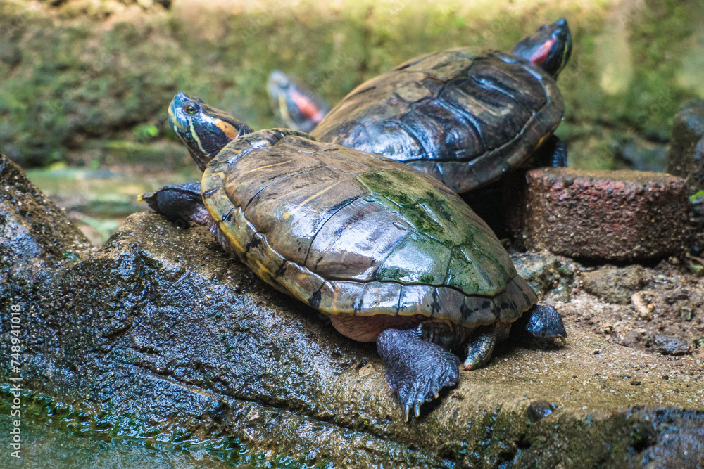 The red-eared slider or red-eared terrapin (Trachemys scripta elegans ...