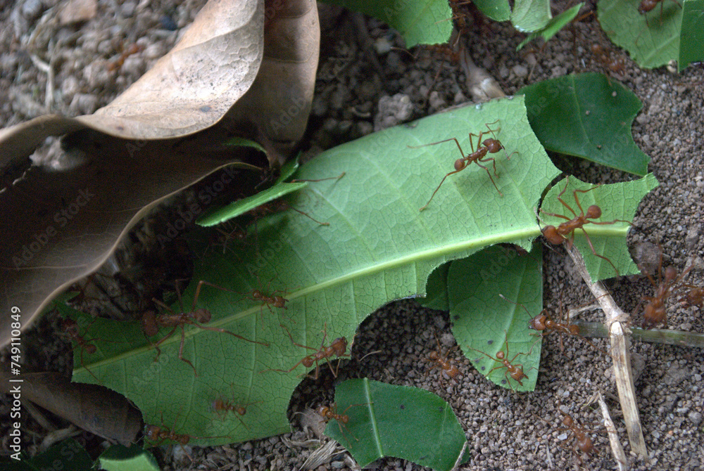 Foto de Insectos,grandes,pequeños,son los que dominan la Sabana. do ...