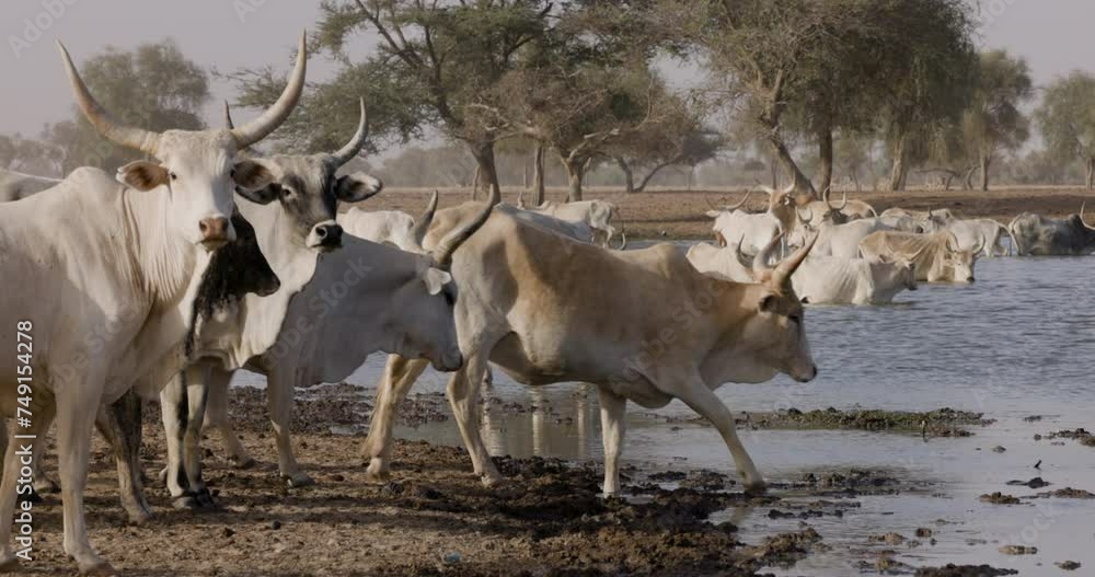 Fulani cattle walking into the polluted Senegal river to drink. Sahel ...