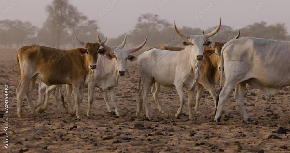 Close-up. Fulani cattle walking and looking at camera in the Sahel ...