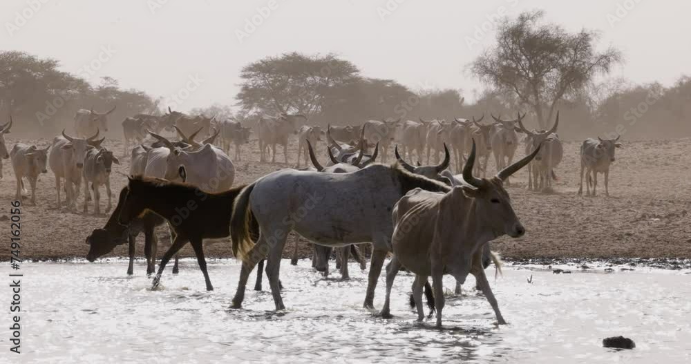 Close-up panning. Fulani cattle lying down in the Sahel, Sahara Desert ...