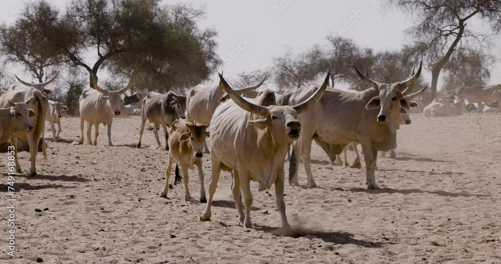 Fulani cattle with young calves walking in the Sahel, Sahara Desert ...