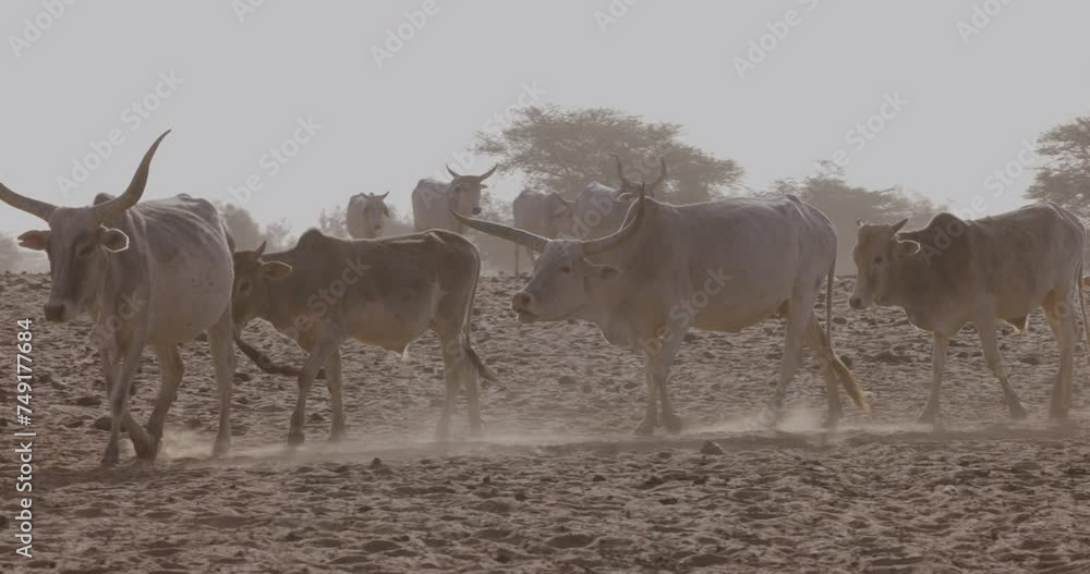 Fulani cattle walking in the Sahel, Sahara Desert, North Africa ...