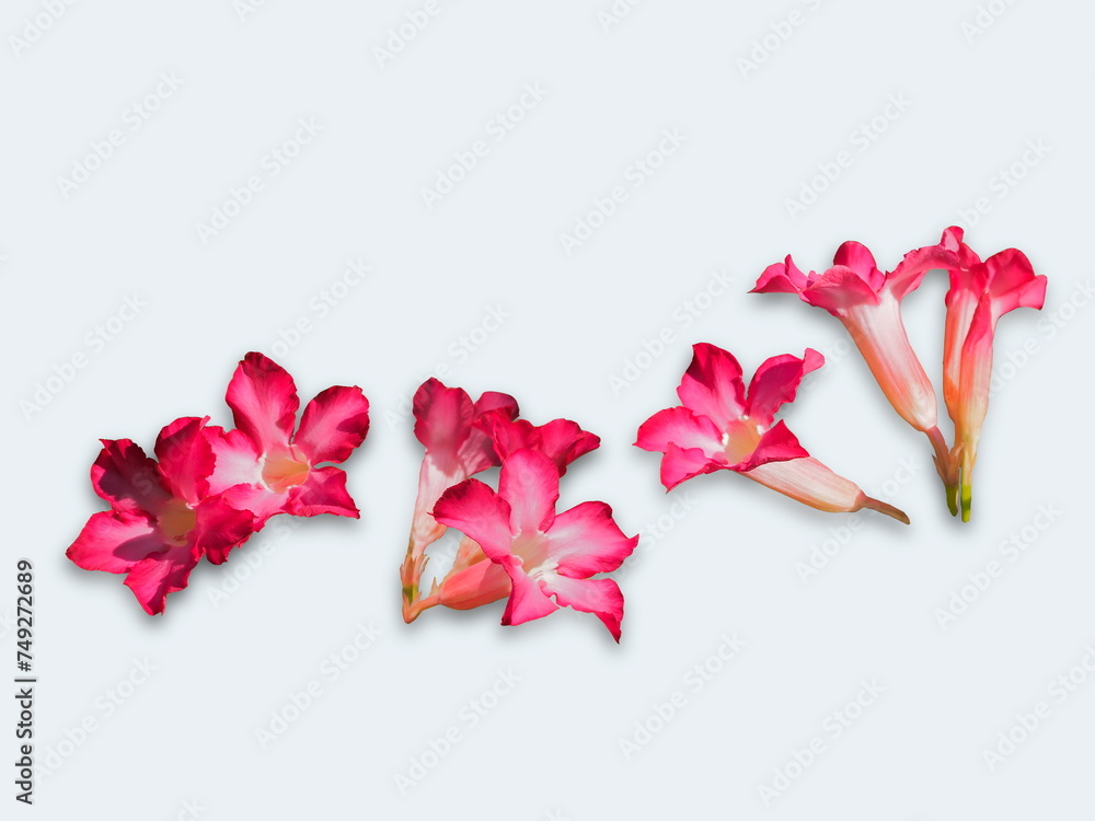Pink flowers of Adenium obesum blossom isolated on white background ...
