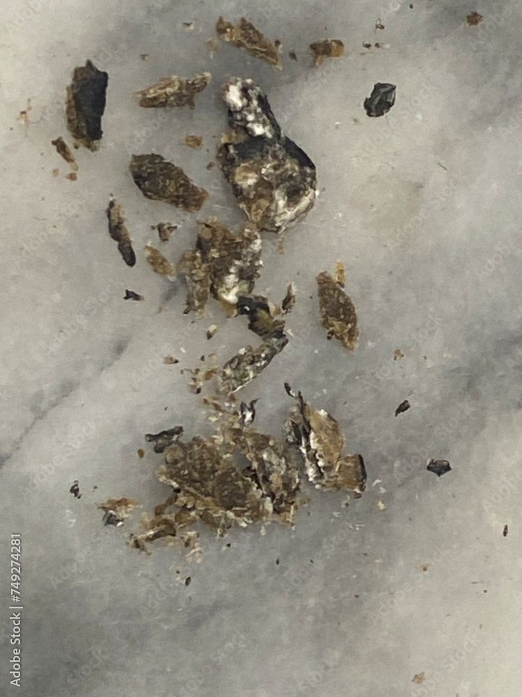 Ambergris whale vomit used in perfume making it is made by sperm whale ...