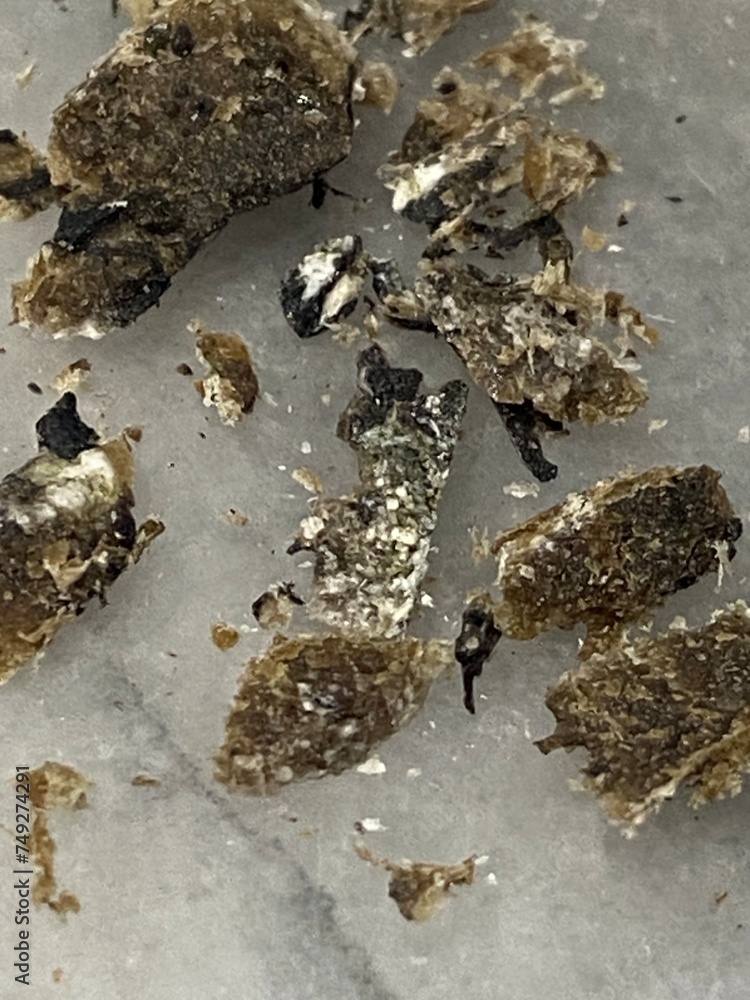 Ambergris whale vomit used in perfume making it is made by sperm whale ...