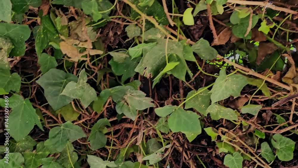 A plant that resembles a grape or vine. Slow camera tracking. Hedera ...