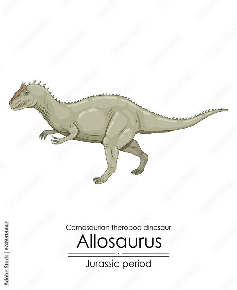Allosaurus, a Jurassic period carnosaurian theropod dinosaur, a large ...