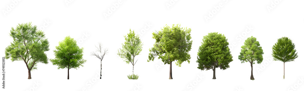 Different groups of trees in various stages on a transparent background ...