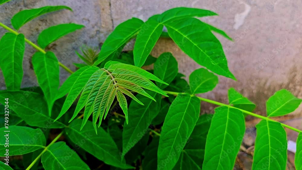 Vidéo Stock Deciduous Plant Chinese sumac, Ailanthus altissima, or tree ...