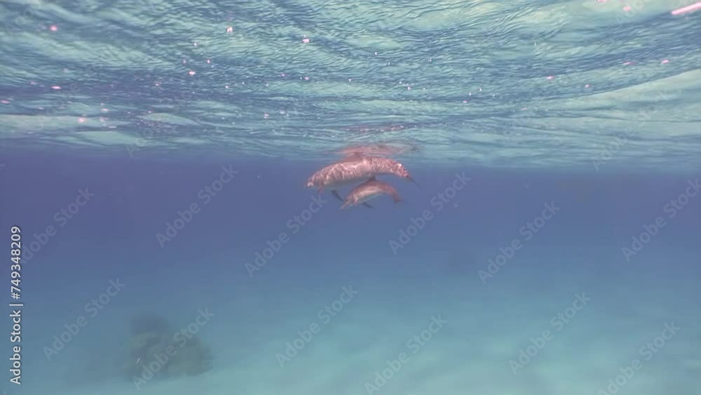 Mother dolphin and cub dolphin gracefully swim in transparent water ...