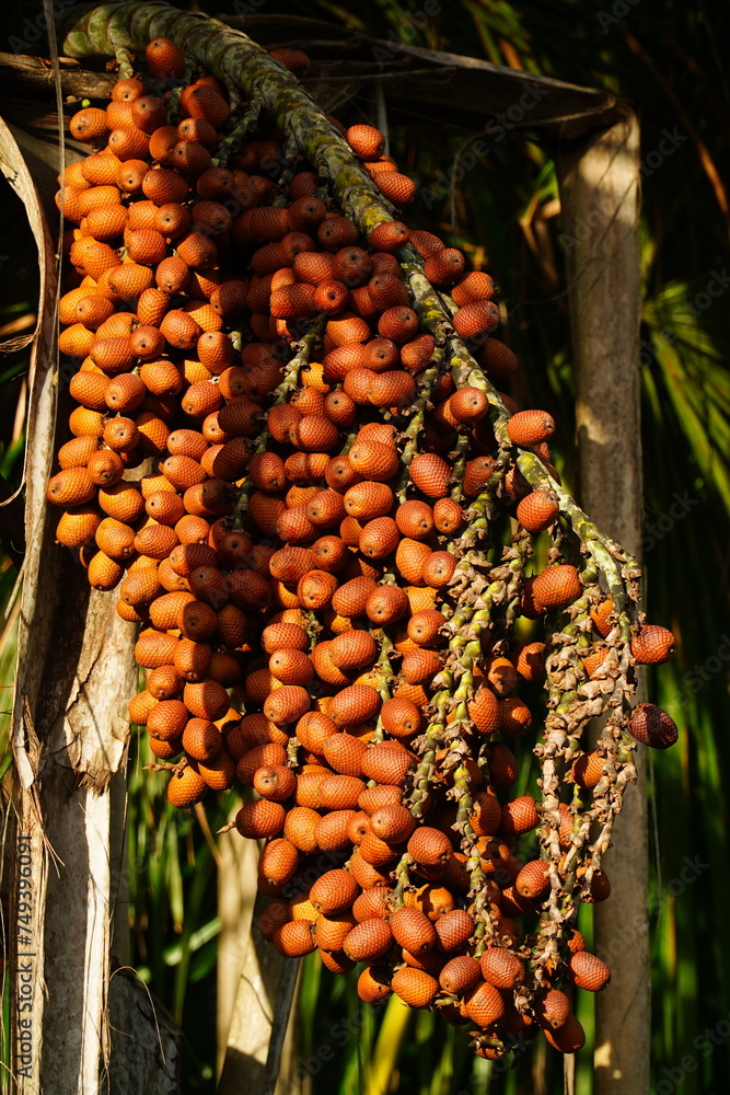Fruits of the Aguaje palm Buriti (Mauritia flexuosa) hanging from the ...