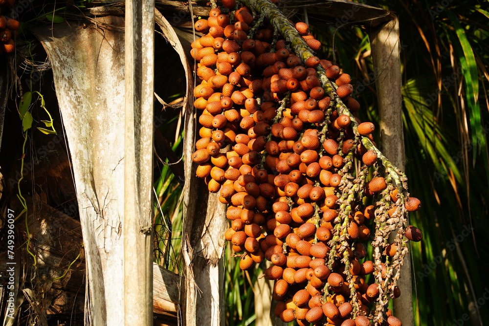 Foto de Fruits of the Aguaje palm Buriti (Mauritia flexuosa) hanging ...