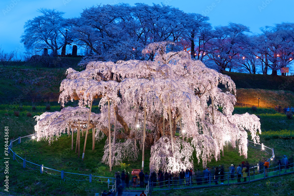 Night scene of illuminated Miharu Takizakura, a thousand-year-old ...
