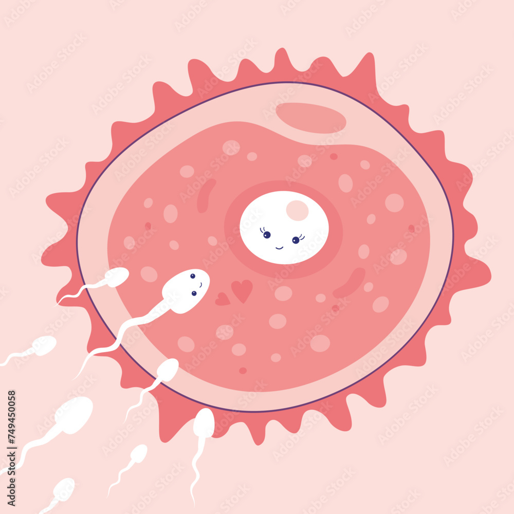 Insemination and fertilization concept. Human sexual reproductive ...