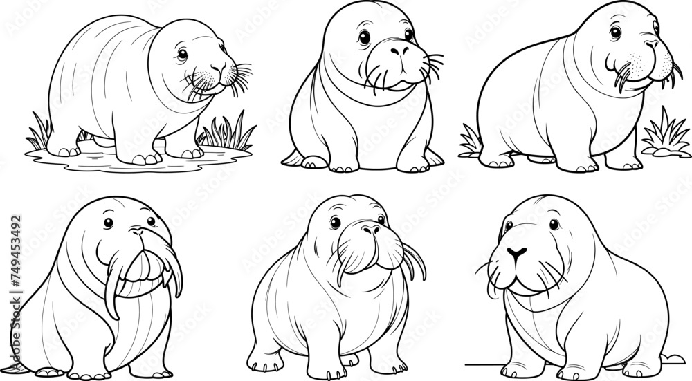 Walrus hand set drawn coloring page and outline vector design Stock ...