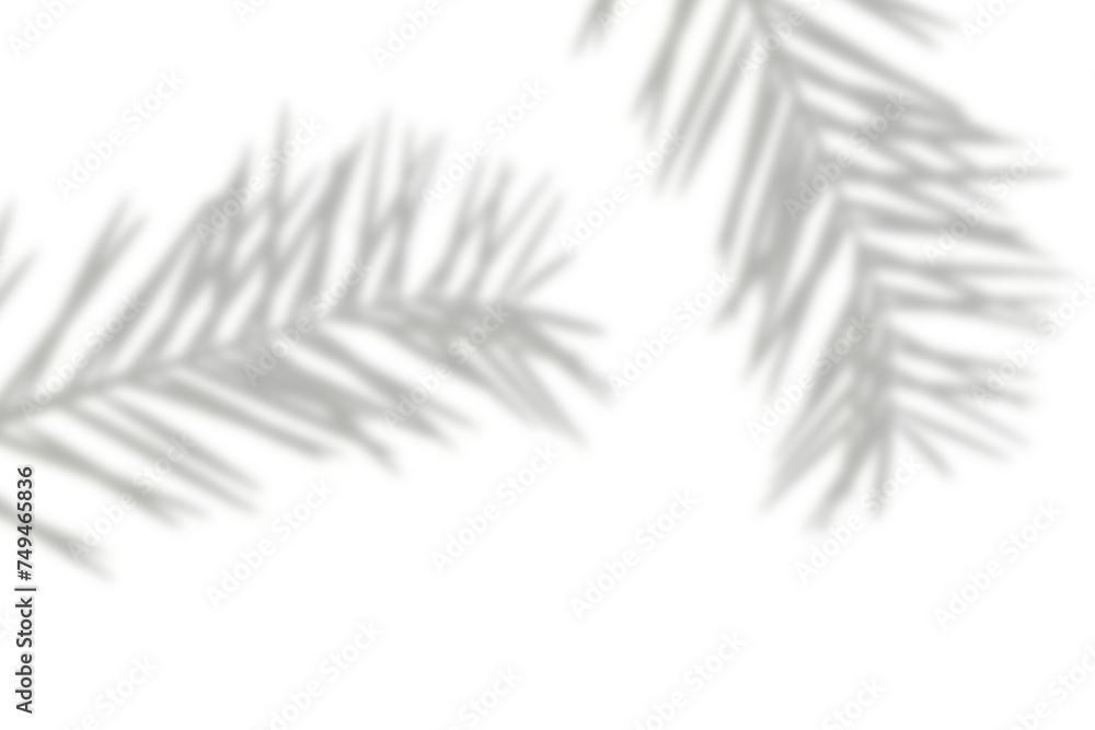 palm tree branch shadow overlay. tropical summer background. Top view ...