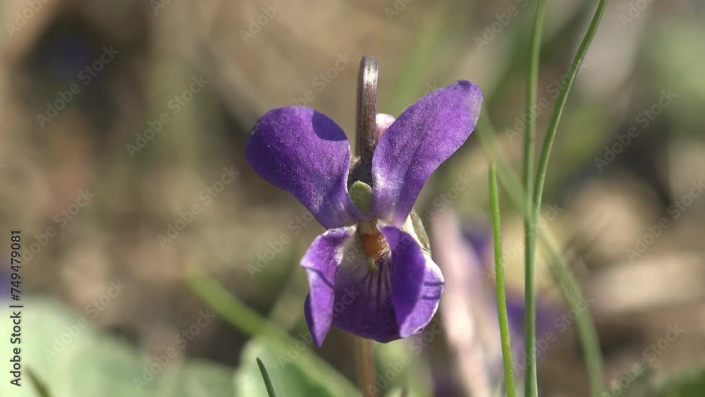 Viola arvensis is species of violet (field pansy) grows in summer ...
