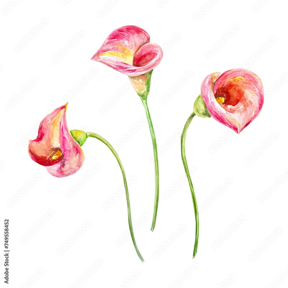 Calla lilies watercolor. Hand drawn calla flowers isolated on white ...