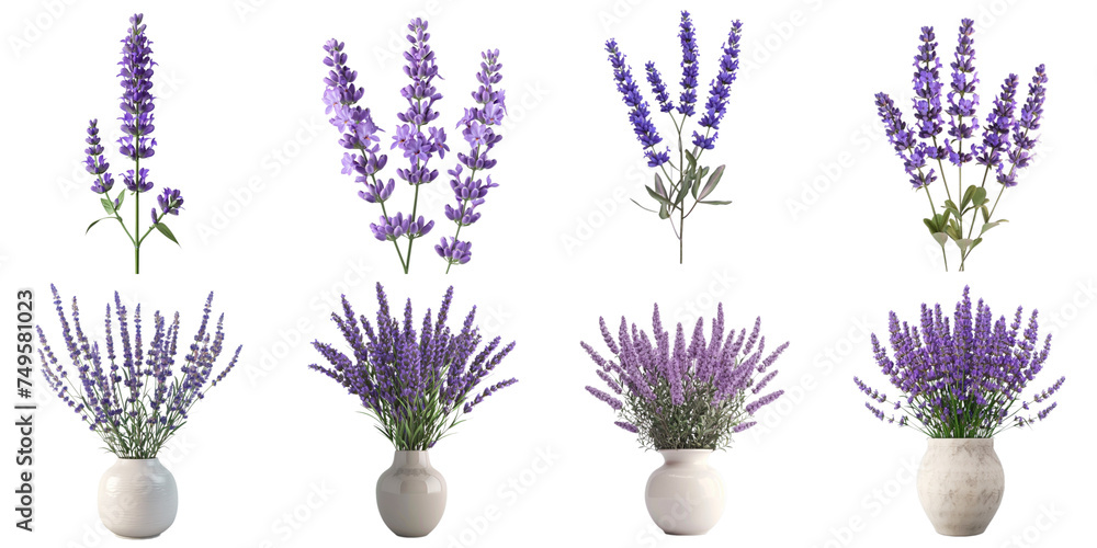Lavender flower group png transparent with no background for sample ...