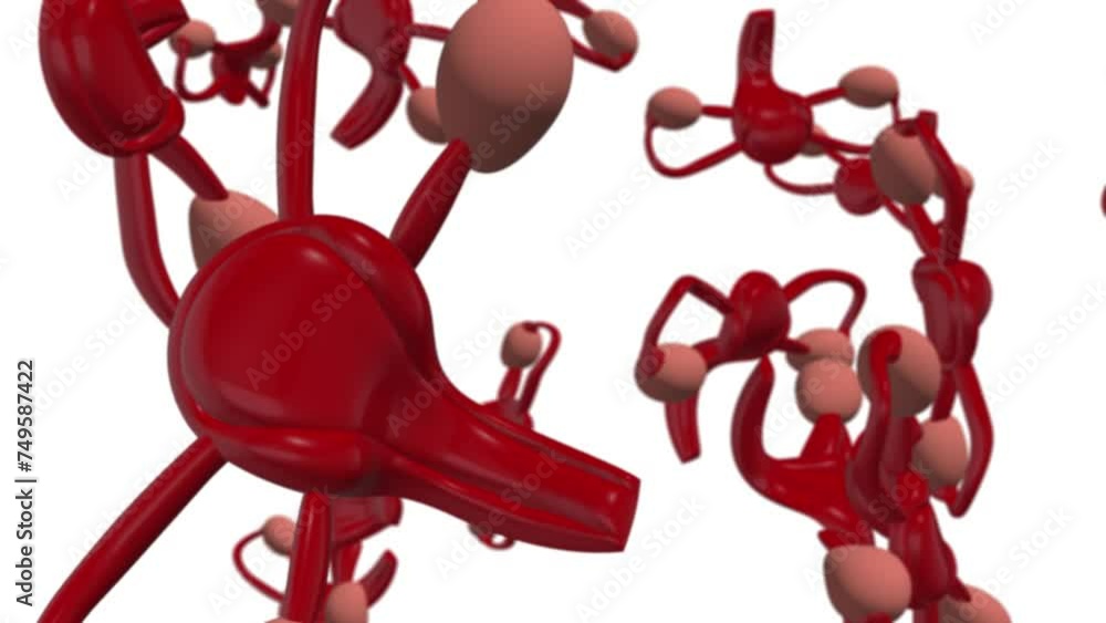 Animation of 3D Female Uterus rotating on a white screen. Flying ...