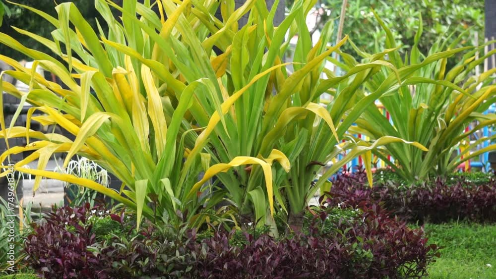 Crinum asiaticum (poison bulb, giant crinum lily, grand crinum lily ...