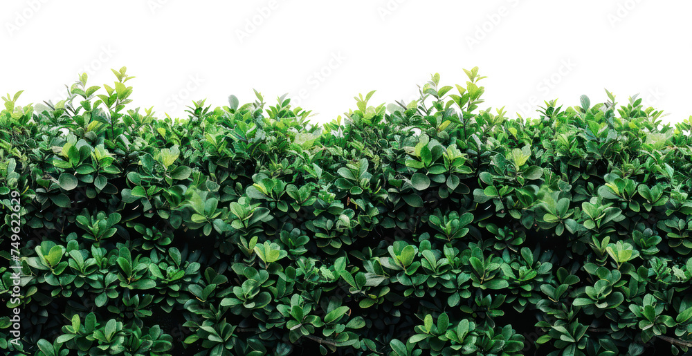 Lush green hedge trimmed on transparent background - stock png. Stock ...