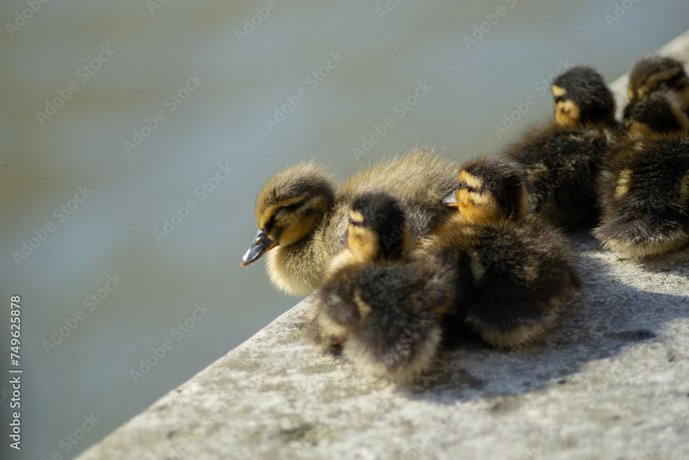 Patitos al borde del lago, sobre hormigón (Anas platyrhynchos) Stock ...