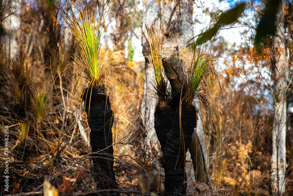 burned grass trees at the top of mount greville in moogerah peaks ...