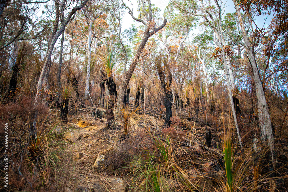 burned grass trees at the top of mount greville in moogerah peaks ...