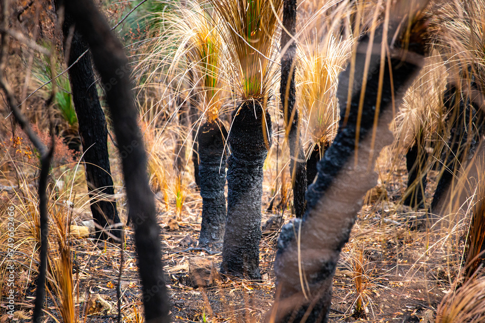 burned grass trees at the top of mount greville in moogerah peaks ...