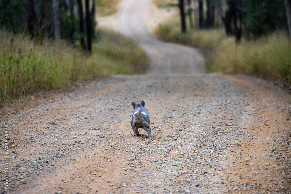 cute adorable marsupial koala bear spotted on the road to Mount Maroon ...