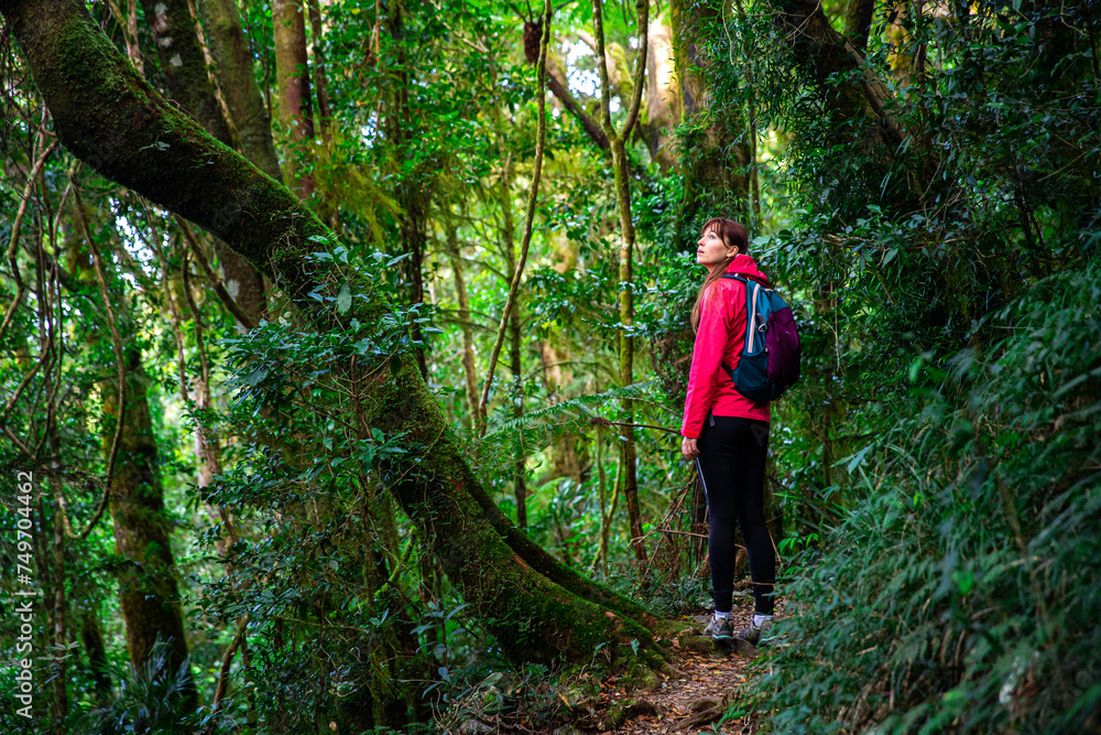 hiker girl with a backpack walking through a dense gondwana rainforest ...