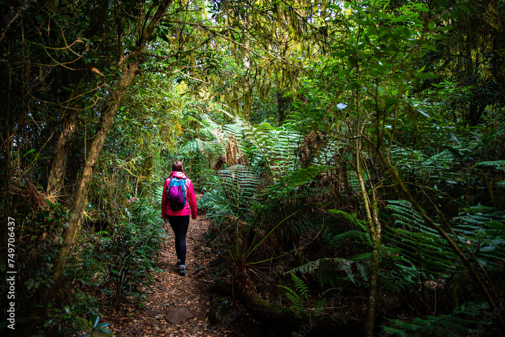 hiker girl with a backpack walking through a dense gondwana rainforest ...