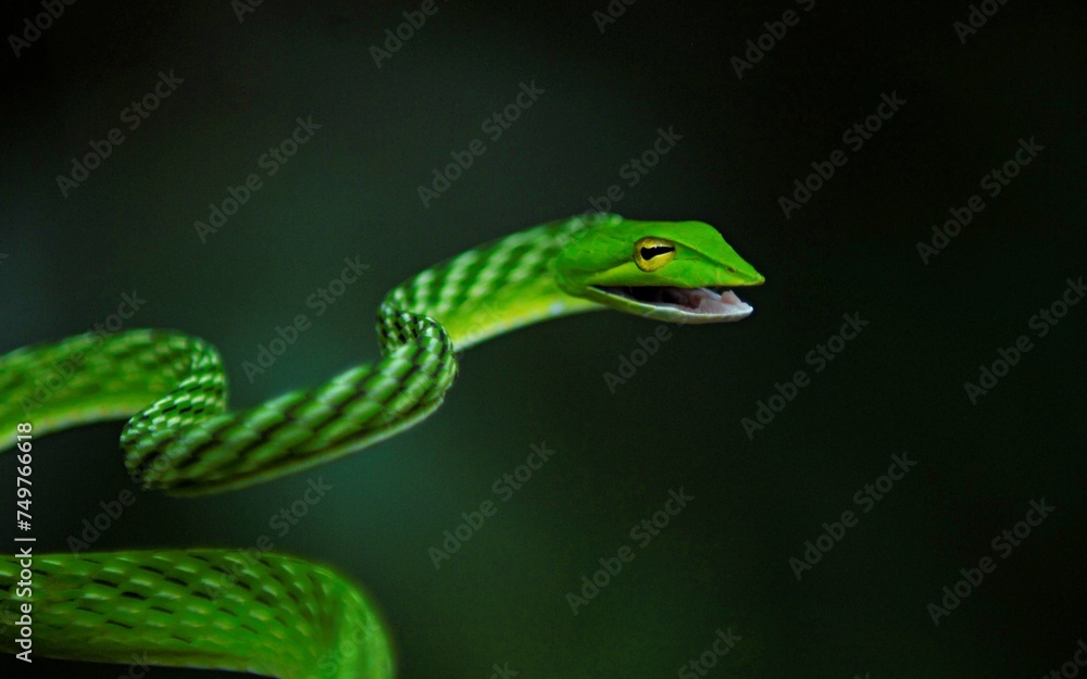 Ahaetulla nasuta (Sri Lankan green vine snake or long-nosed whip snake ...