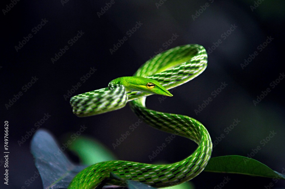 Ahaetulla nasuta (Sri Lankan green vine snake or long-nosed whip snake ...