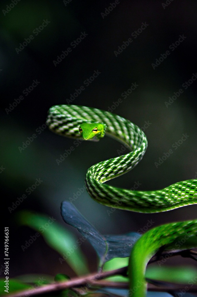 Ahaetulla nasuta (Sri Lankan green vine snake or long-nosed whip snake ...