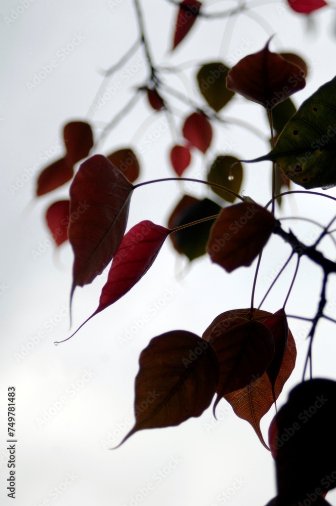 Tender Bo leaves of Ficus religiosa, is a much revered tree that being ...