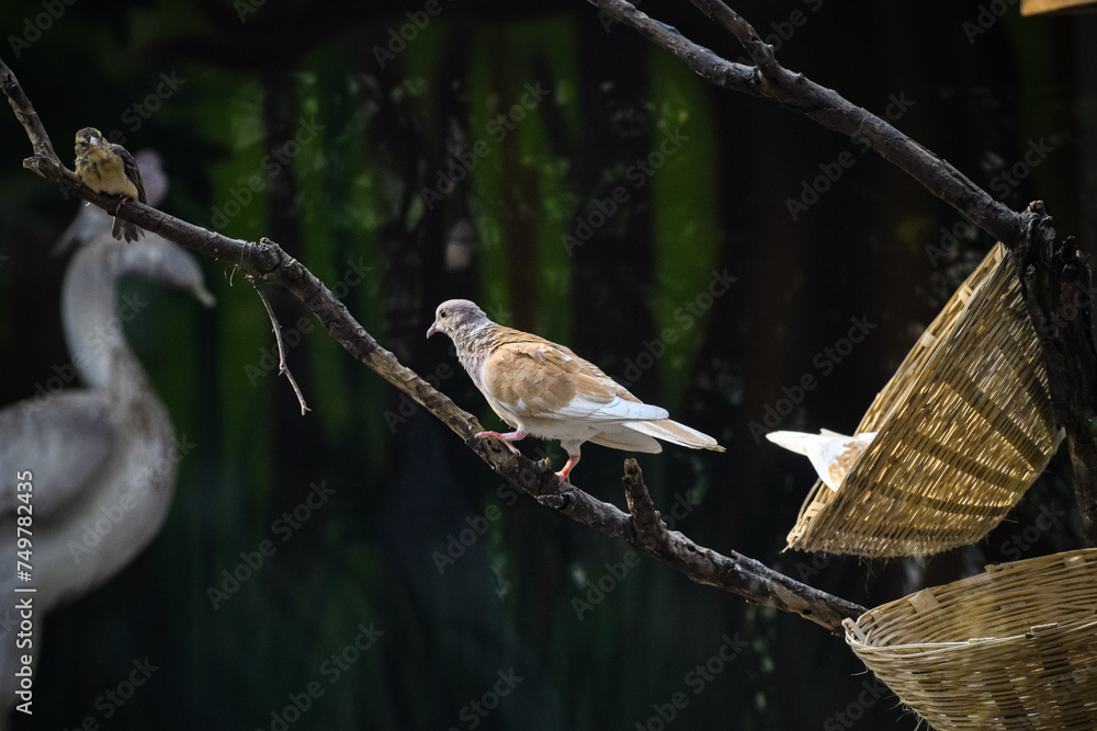 Cute barbary dove (Streptopelia risoria) resting. Ringed turtle dove. Stock Photo | Adobe Stock