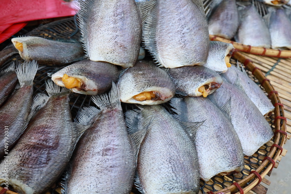 Gourami is a type of freshwater fish. The scientific name is ...